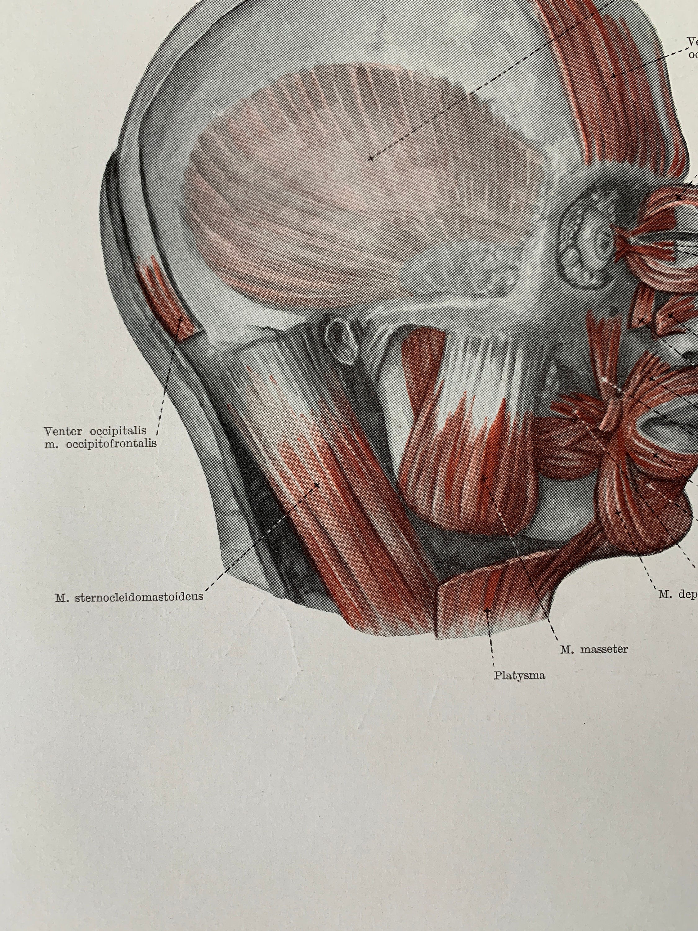 Human Skull Muscle Anatomy