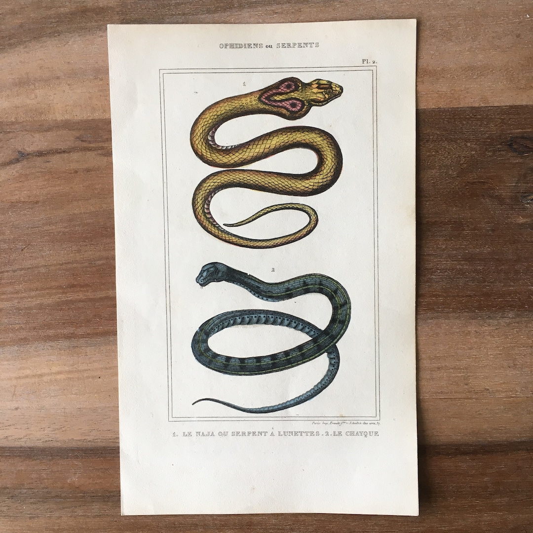 1840 Reptiles Engraving, Original Antique Snake Print, Spectacle Snake ...