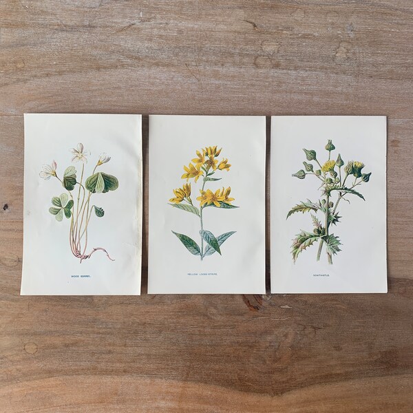 Yellow Loose Strife - Etsy