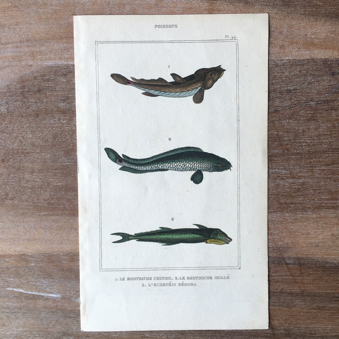 1840 Original Antique Fish Engraving With Remora Fish, Chinese Remora ...