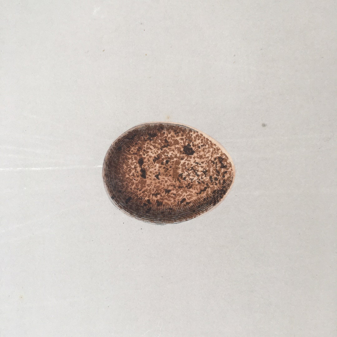 1892 Antique Bird Eggs Chromolithograph, Merlin Egg, Antique Bird Egg ...
