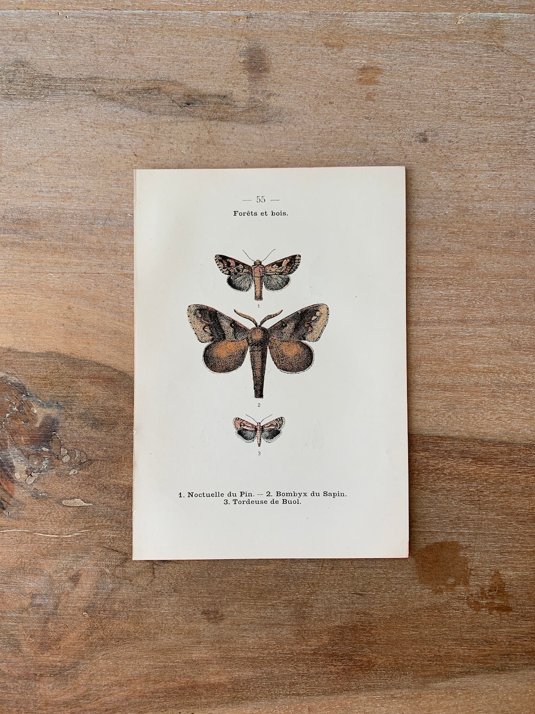 1903 Antique Insects Lithograph | Butterfly Print | Beetles Print | Set ...