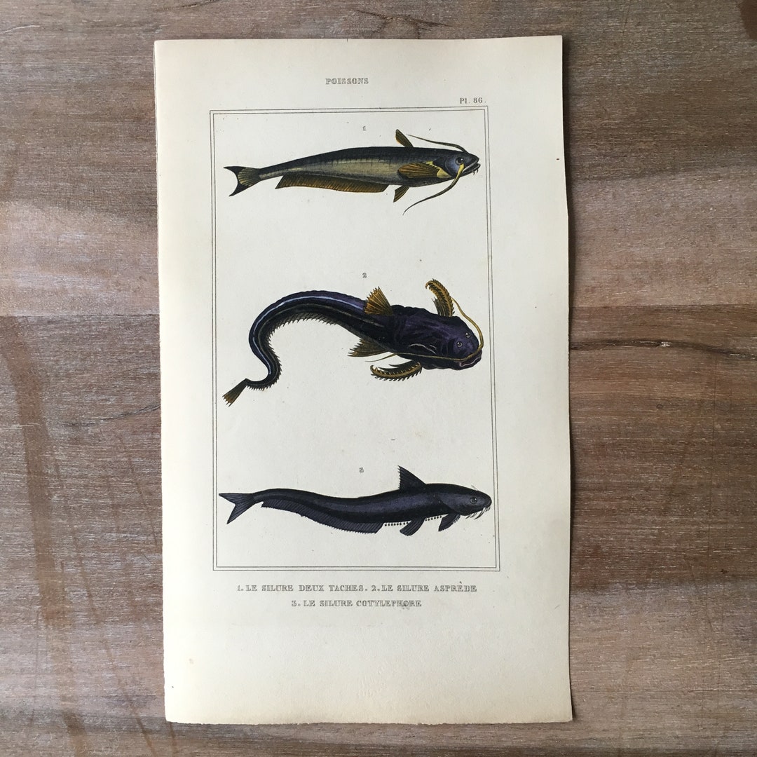 1835 Antique Fish Engraving, Silurus, Catfish Illustration, Original ...