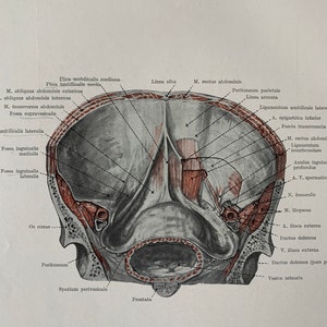 1962 Vintage Human Anatomy, Anatomy Print - Femoral Canal, Myologia ...