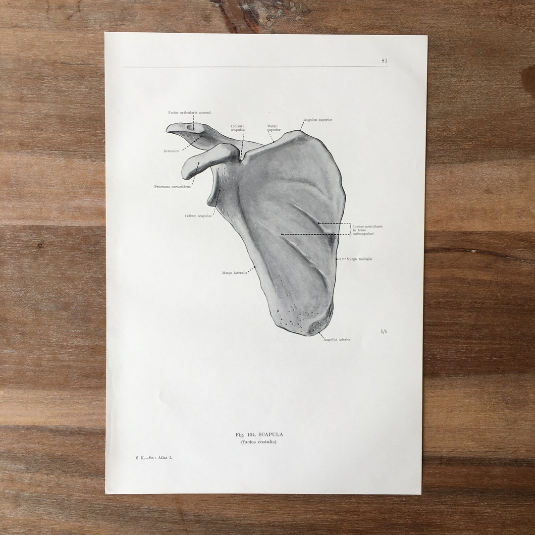 1962 Vintage Medical Print, Osteology Print, Human Body Print, Anatomy ...