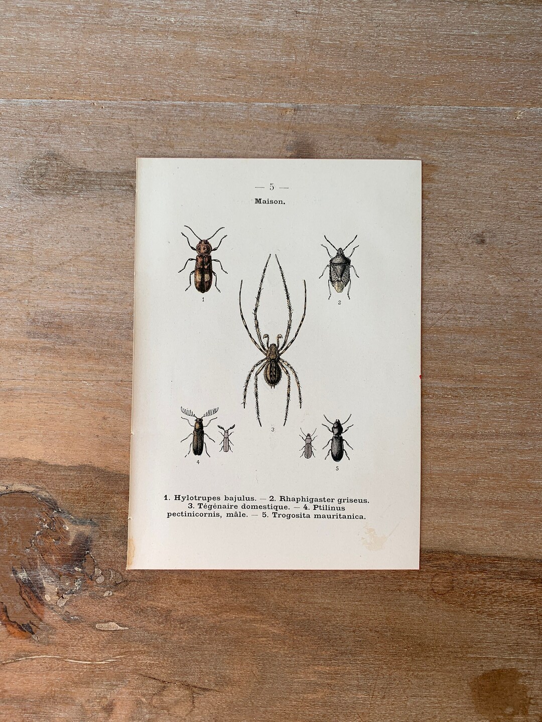 1903 Antique Insects Lithograph Butterfly Print Beetles Print Moth ...