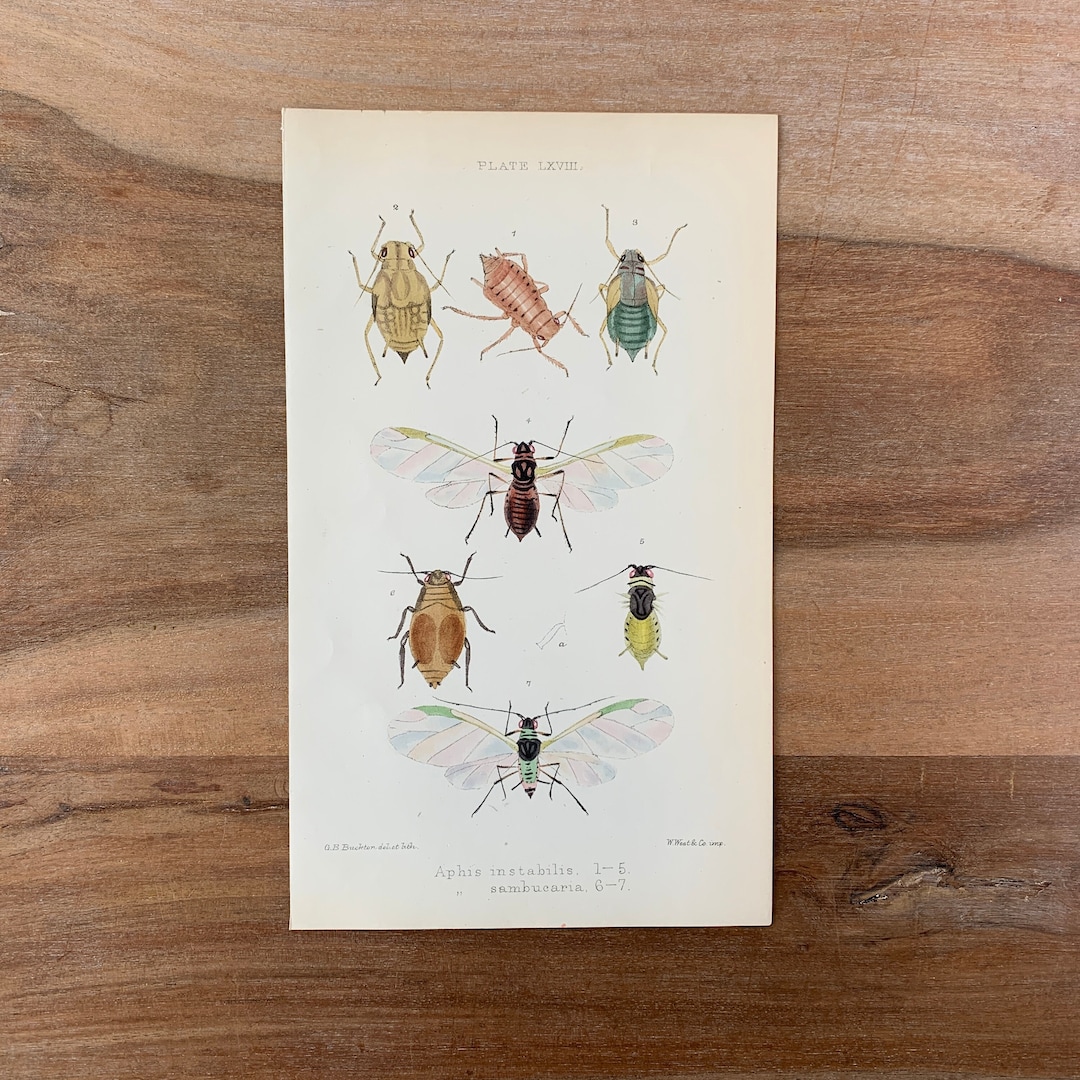 1897 Antique Insects Lithograph Aphid Print Greenfly Print Set of Bugs ...