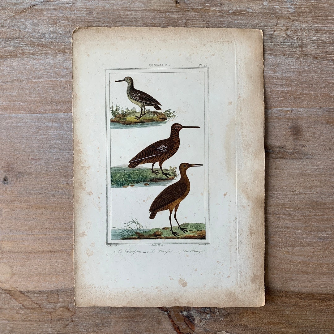 1825 Original Antique Bird Engraving With Snipe, Vintage Hand Colored ...