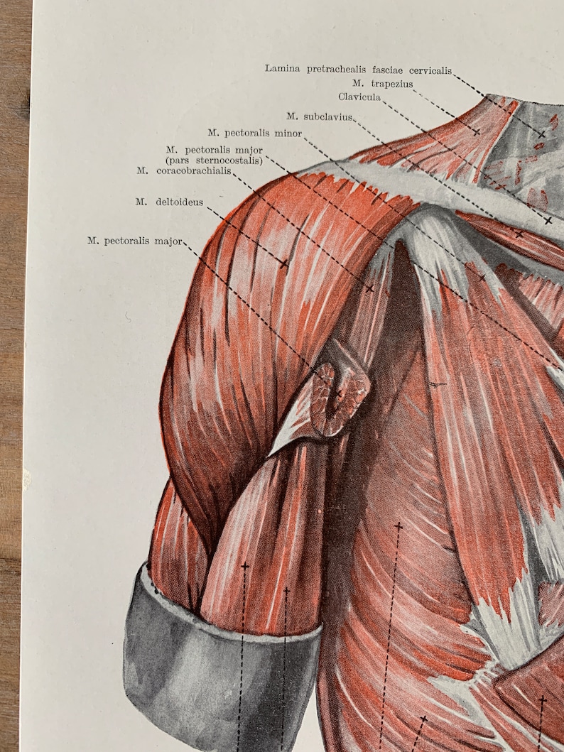1962 Vintage Human Anatomy Anatomy Print Torso Muscles - Etsy