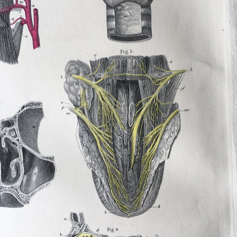 1871 Rare Medical Engraving, Human Head Structure, Olfactory Organs ...