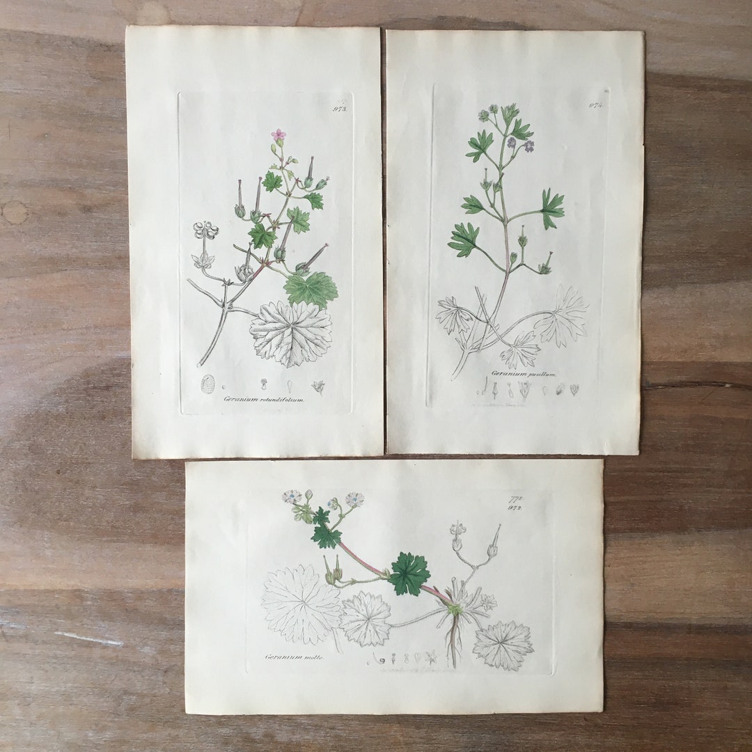 1835 Antique Botanical Engraving Set of 3, Minimalist Botanical Prints ...