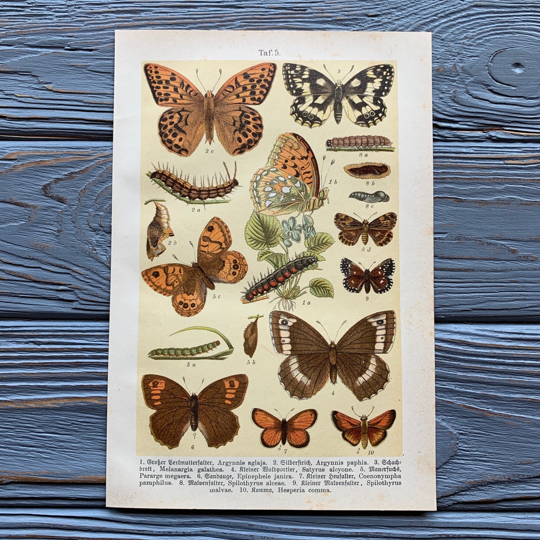 1904 Antique Butterfly Lithograph Insect Print Natural - Etsy