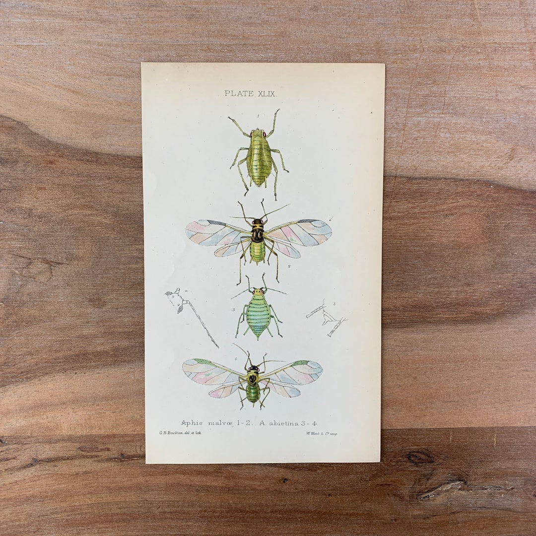 1897 Antique Insects Lithograph Aphid Print Greenfly Print Set of Bugs ...