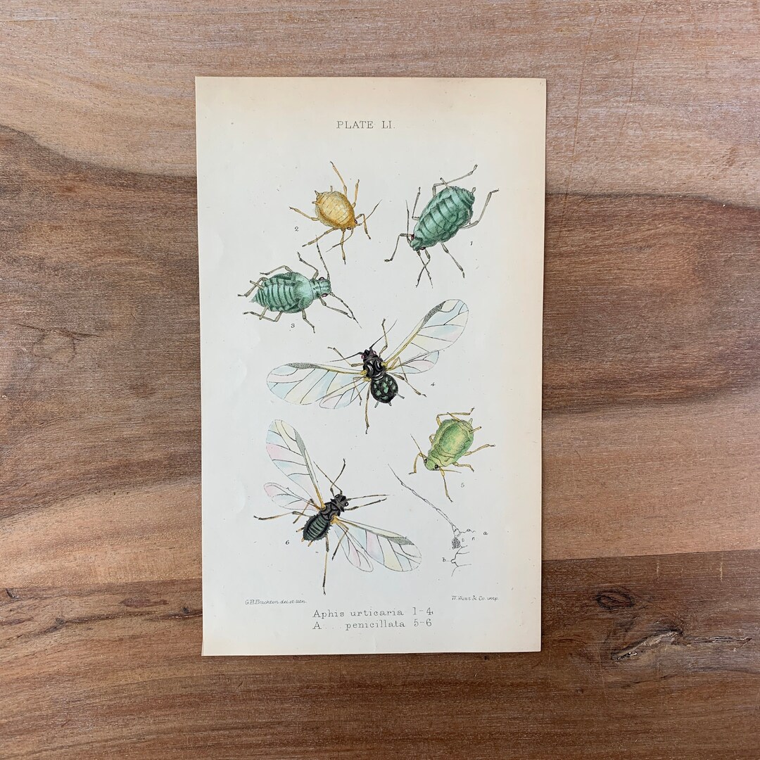 1897 Antique Insects Lithograph Aphid Print Greenfly Print Set of Bugs ...