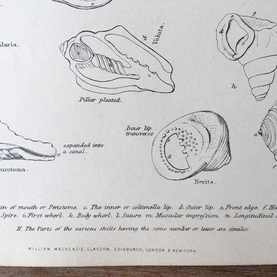 Prints Art & Collectibles Etchings & Engravings Conchology Print ...