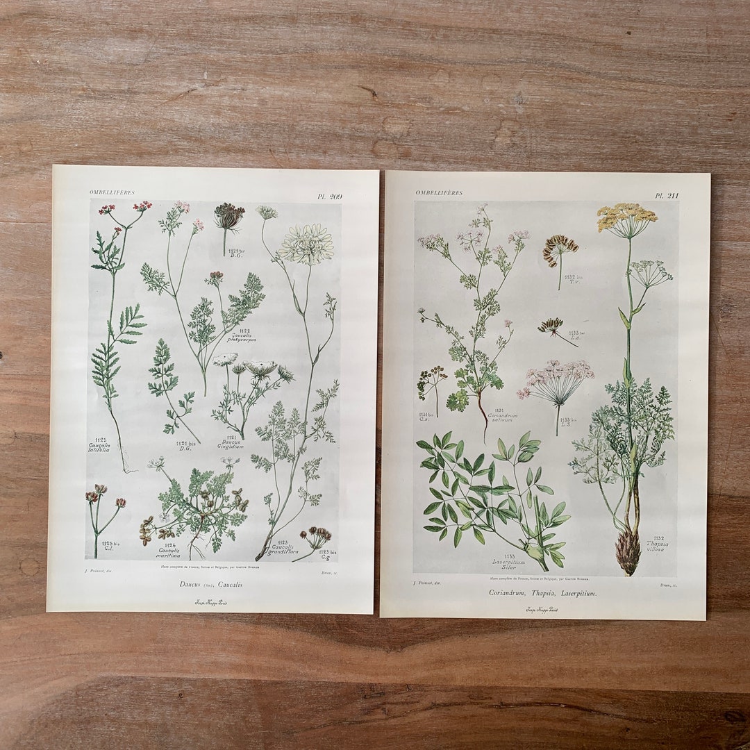 1912 Botanical Print Set of 2 With Field Flowers and Plants, Original ...