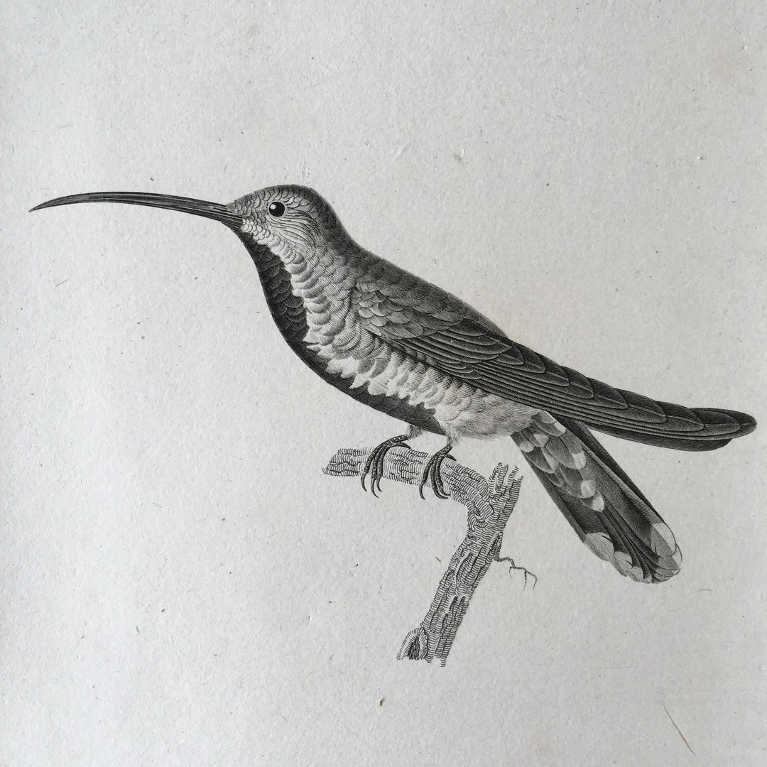1835 Original Antique Bird Print, Hummingbird Engraving, Tropical Bird ...