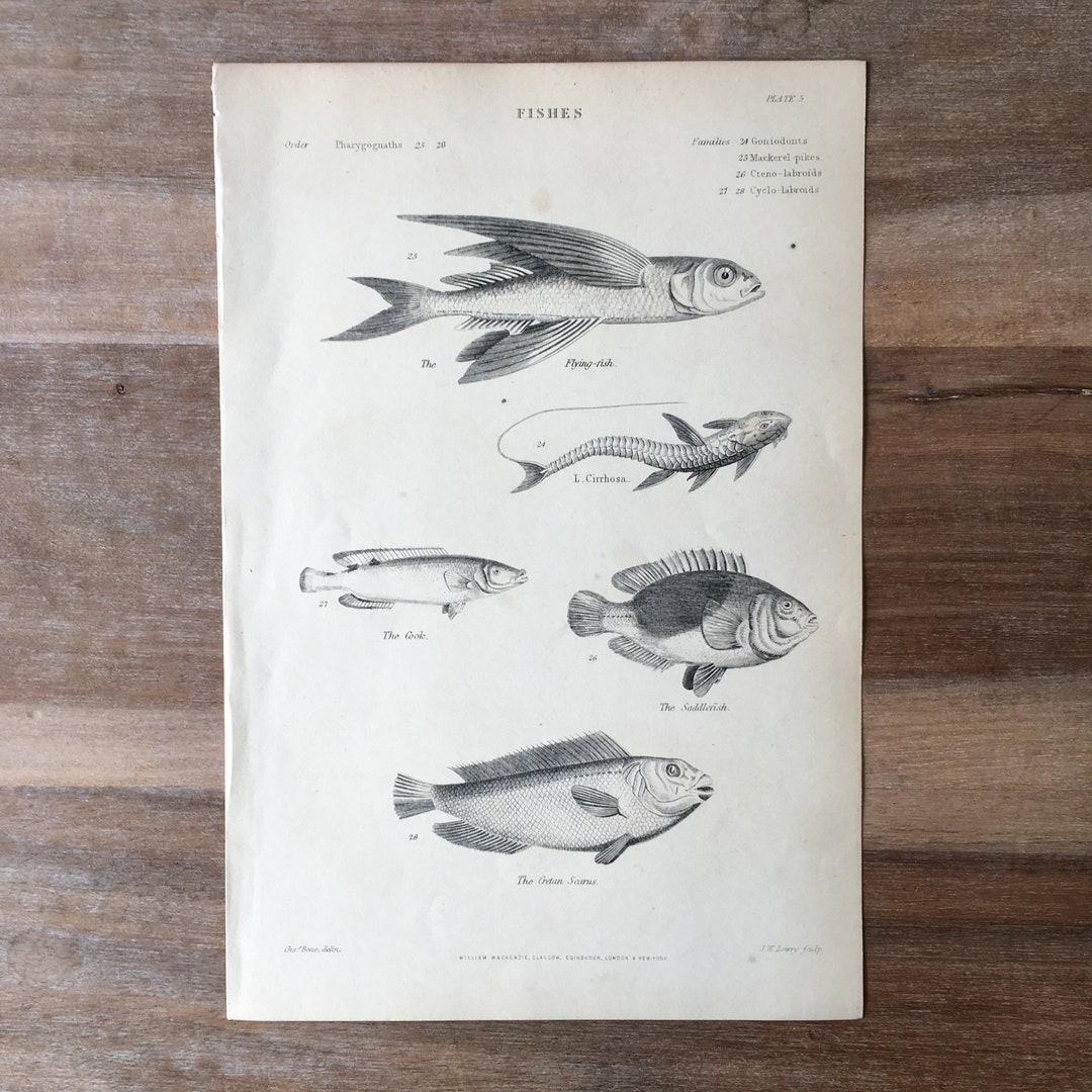 1865 Original Antique Fish Engraving, Flying Fish, Freshwater Catfish ...