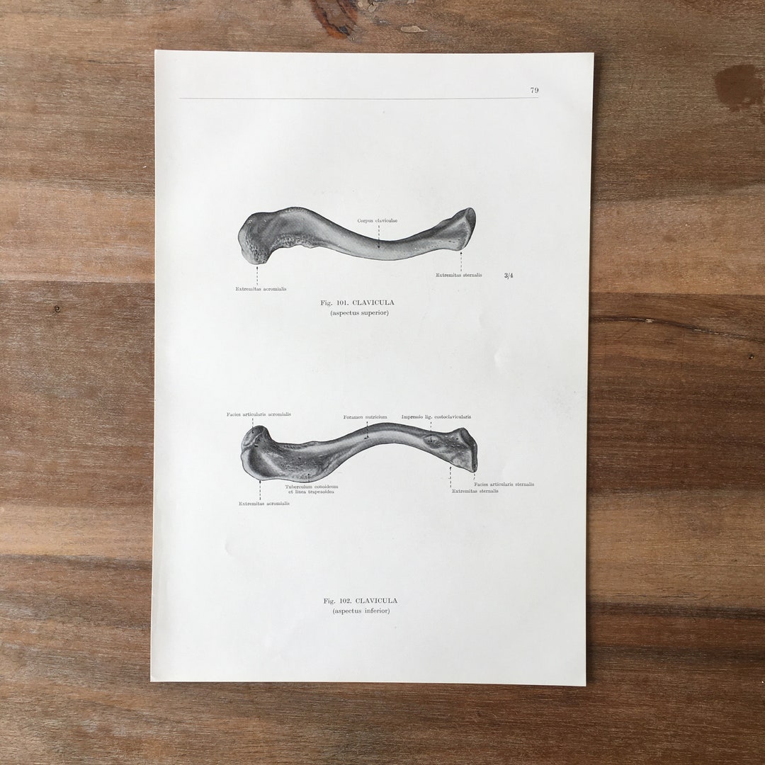 1962 Vintage Medical Print, Osteology Print, Human Body Print, Anatomy ...