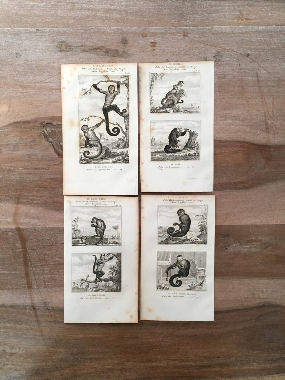 1835 Original Antique Lithographs Set of 4, Natural History Monkey ...