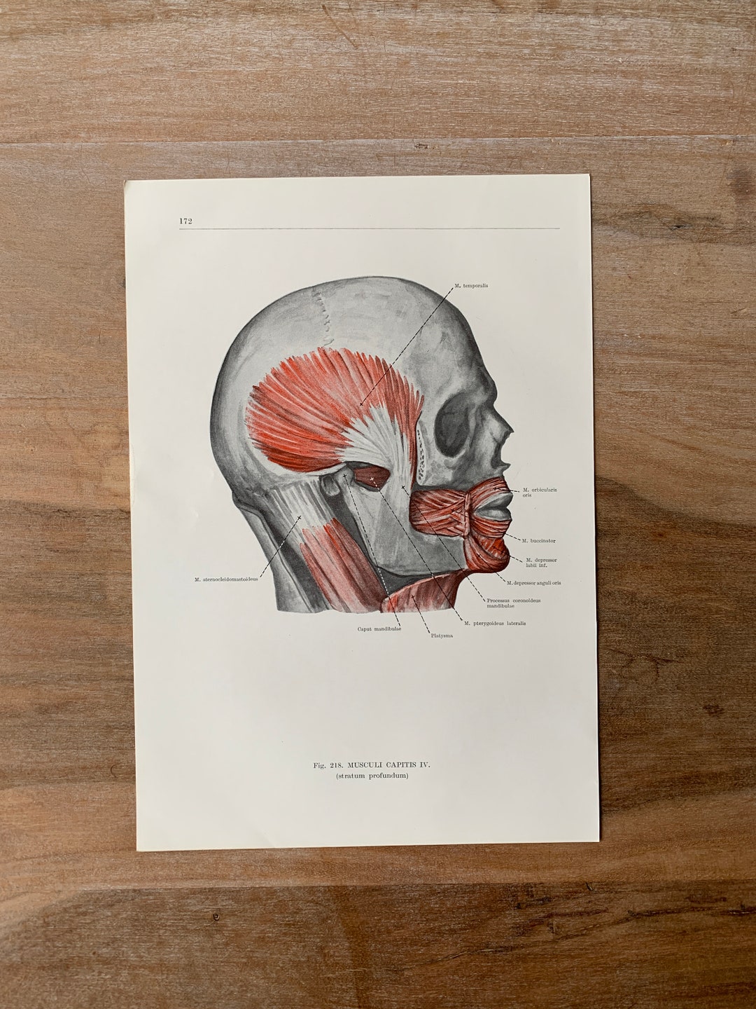 1962 Vintage Medical Print, Muscles of Head, Myologia Print, Human Body ...