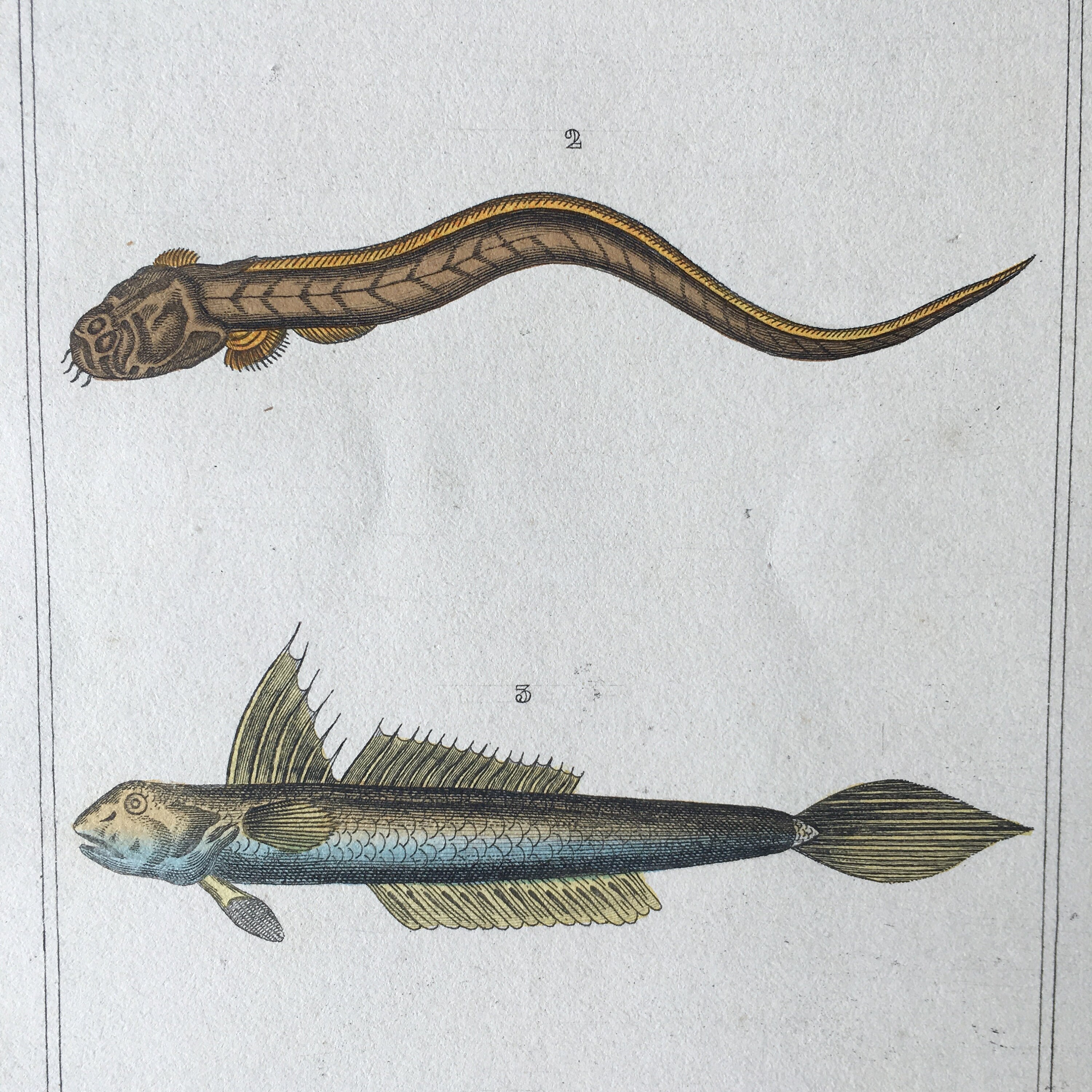 Art & Collectibles fish decor trumpet fish print vintage fish print ...