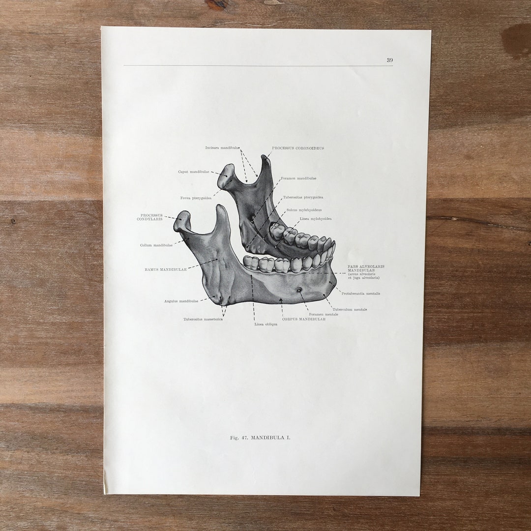 1962 Vintage Medical Print, Osteology Print, Human Body Print, Anatomy ...