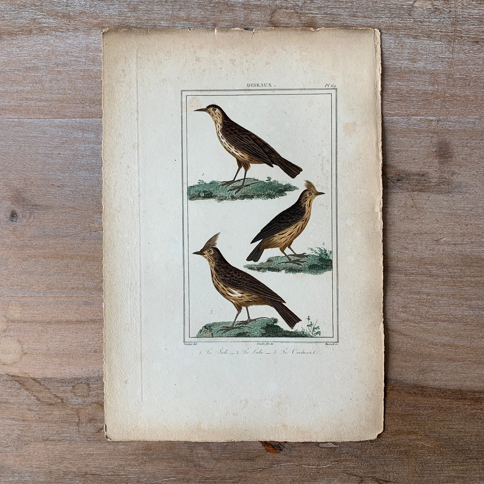 1825 Original Antique Bird Engraving With Greater Hoopoe Lark, Vintage ...