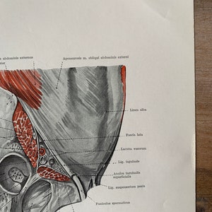 1962 Vintage Human Anatomy, Anatomy Print Subinguinal Hiatus, Myologia ...