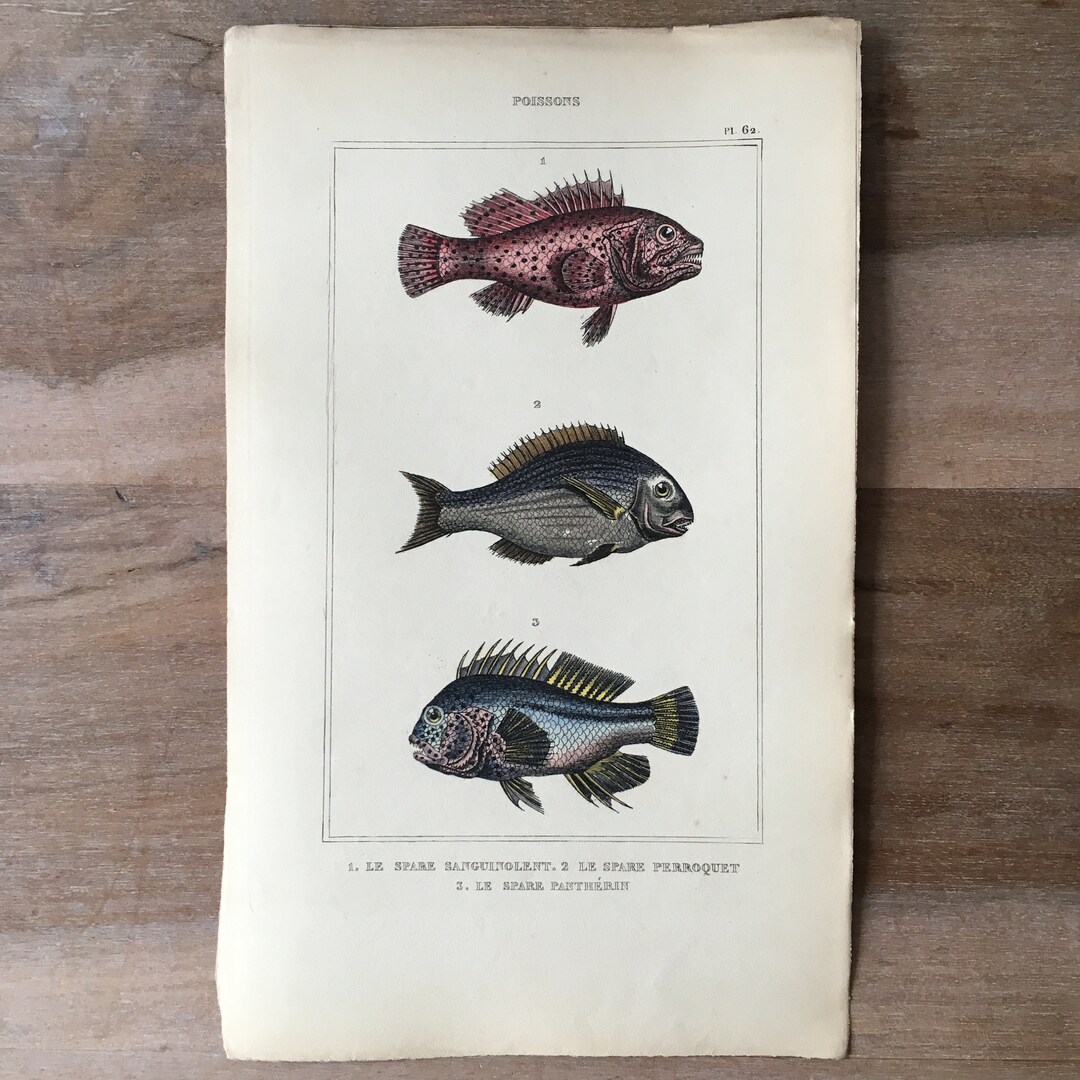 1835 Original Antique Fish Engraving With Le Spare Pantherin, Le Spare ...