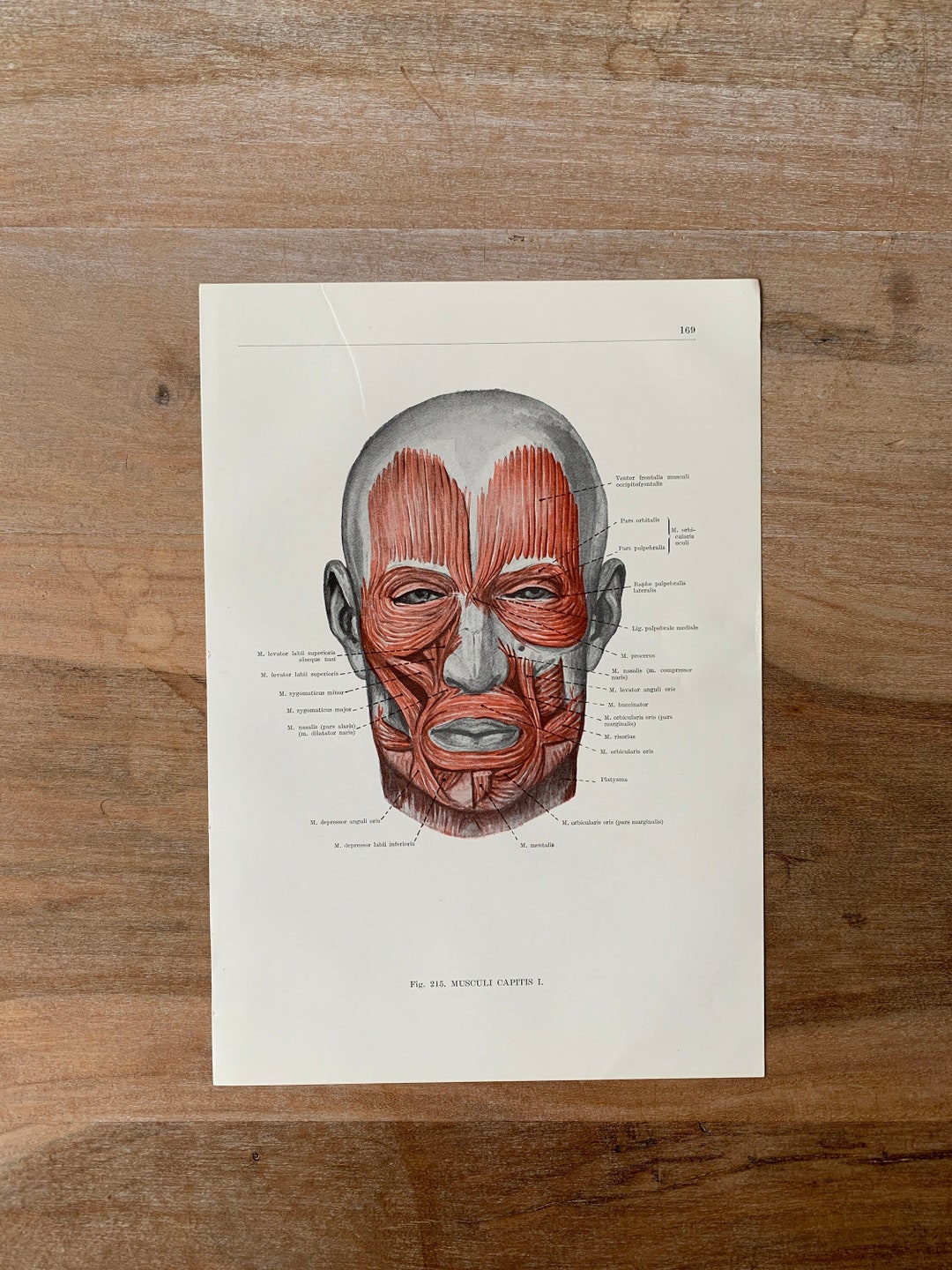 1962 Vintage Medical Print, Muscles of Head, Myologia Print, Human Body ...