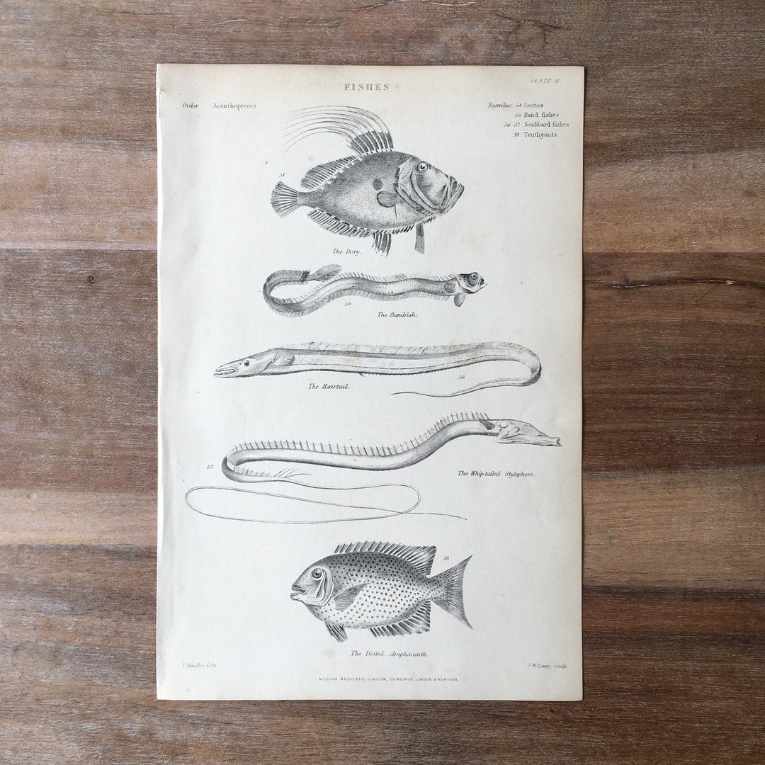 1865 Original Antique Fish Engraving, Antique Fish Engraving, Dory Fish ...