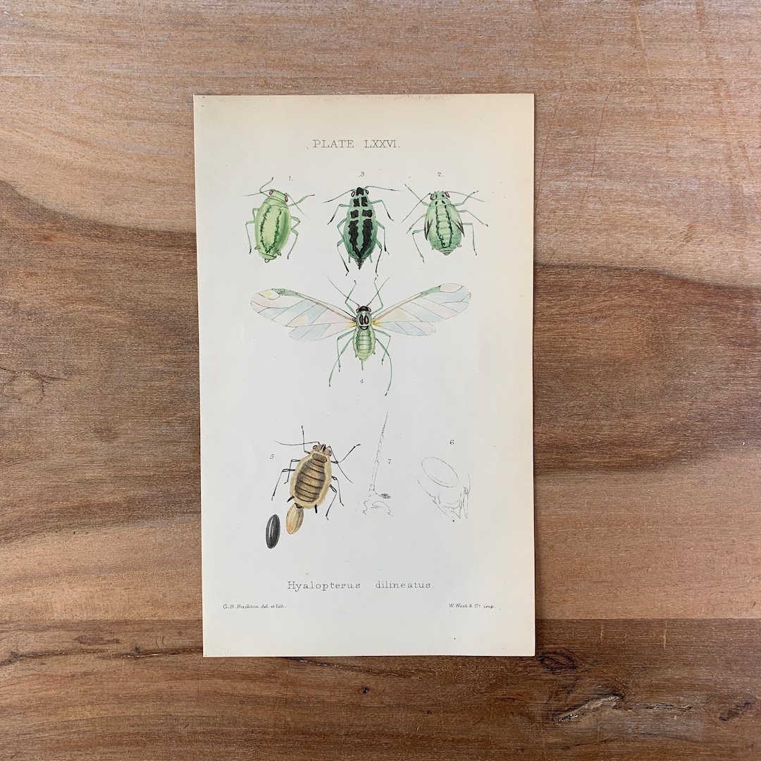 1897 Antique Insects Lithograph | Aphid Print | Greenfly Print | Set of ...