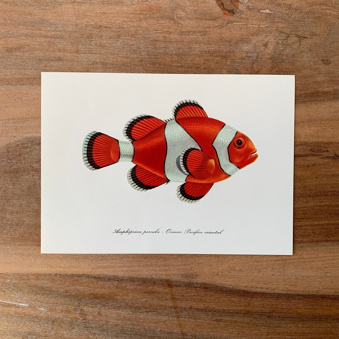 1975 Vintage Fish Print, Orange Clownfish or Clown Anemonefish ...