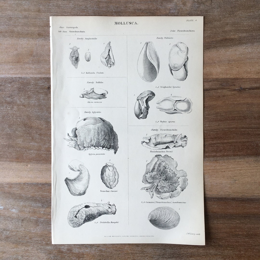 1865 Original Antique Mollusc Engraving, Woody Canoe-bubble, Bubble ...