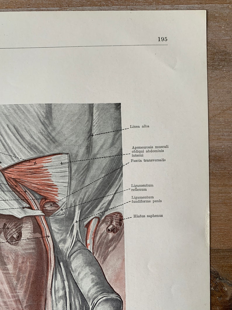 1962 Vintage Human Anatomy, Anatomy Print - Inguinal Canal, Myologia ...