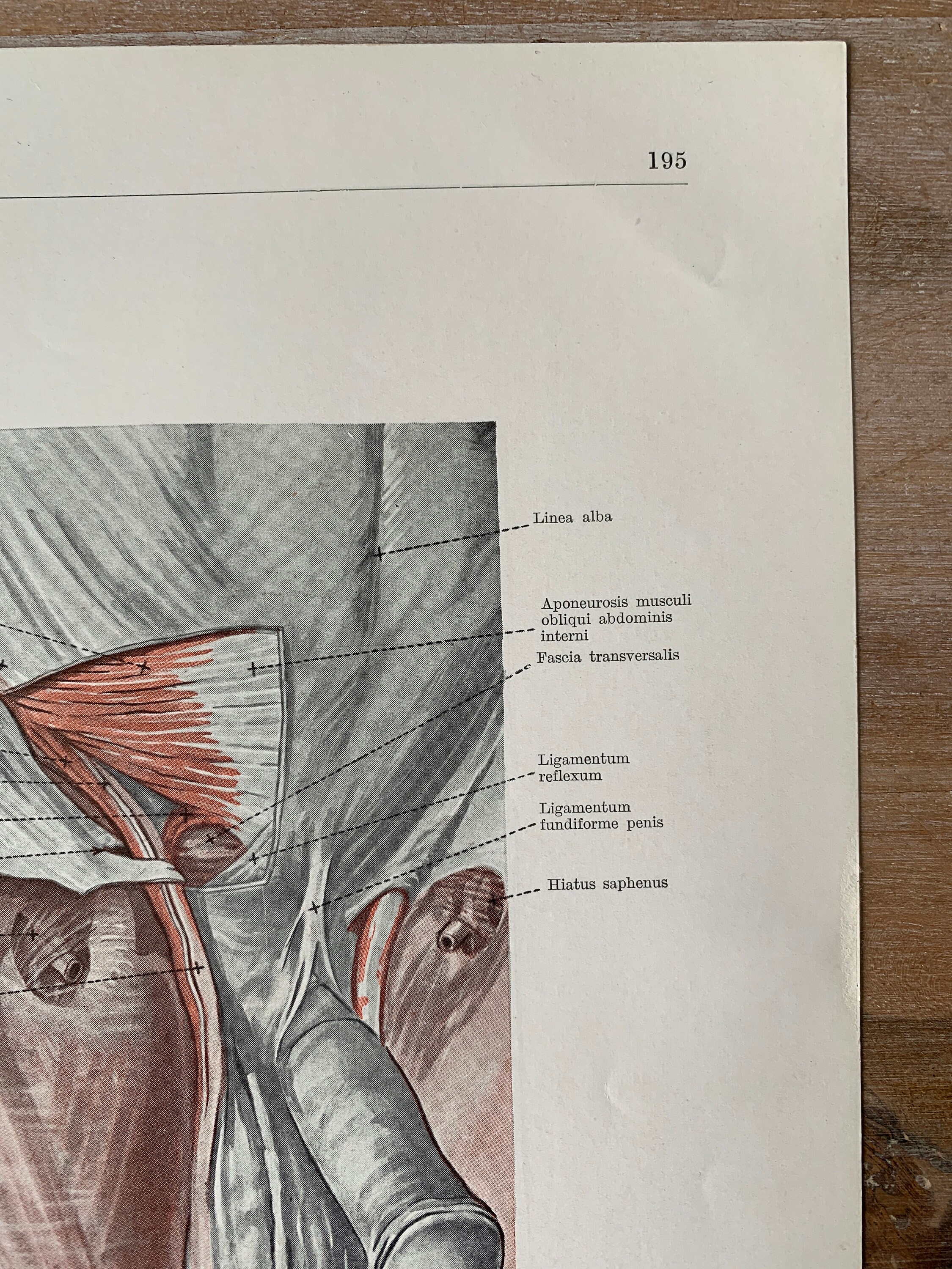 1962 Vintage Human Anatomy, Anatomy Print - Inguinal Canal, Myologia ...