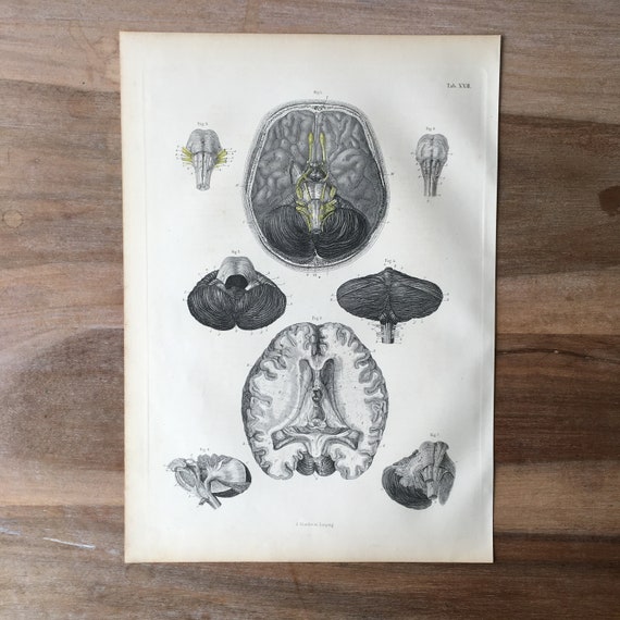 1871 Rare Medical Engraving Human Brain Structure Brain - Etsy