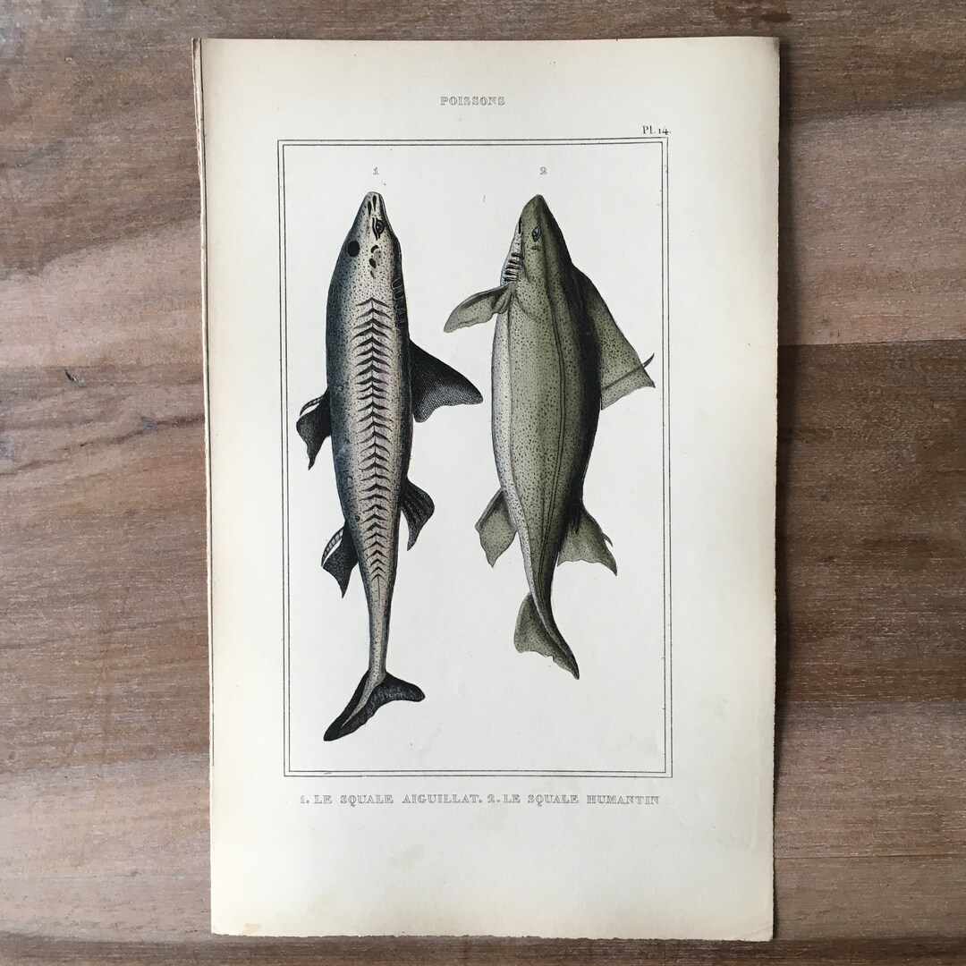 1835 Antique Fish Engraving, Katran Shark, Spiny-skinned Shark ...