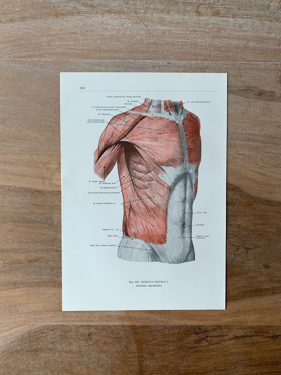 1962 Vintage Human Anatomy, Anatomy Print - Torso Muscles, Myologia ...