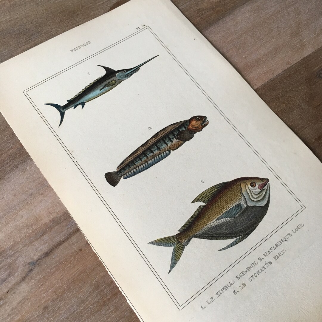 1835 Original Antique Fish Engraving With Marlin Print, Atlantic ...