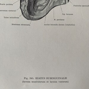 1962 Vintage Human Anatomy, Anatomy Print Subinguinal Hiatus, Myologia ...