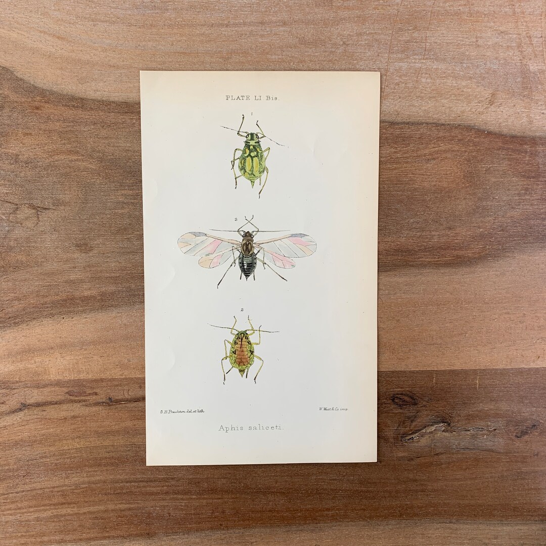 1897 Antique Insects Lithograph Aphid Print Greenfly Print Set of Bugs ...