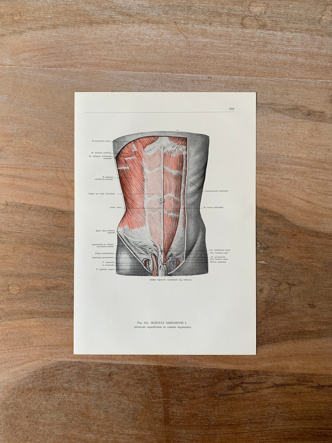 1962 Vintage Human Anatomy, Anatomy Print - Abdominal Muscles, Myologia ...