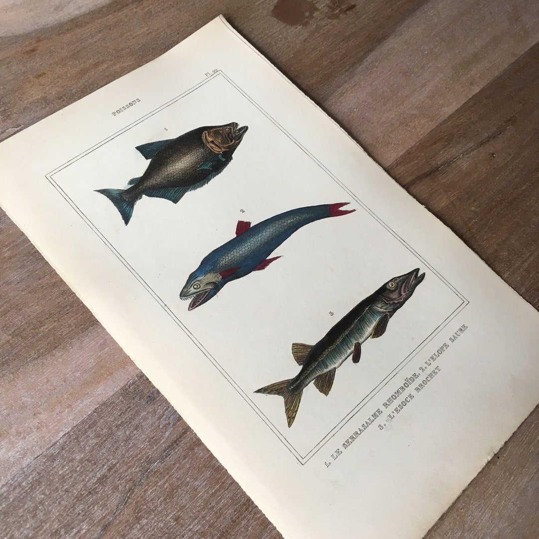 1835 Original Antique Fish Engraving With Redeye Piranha, Piranha Print ...