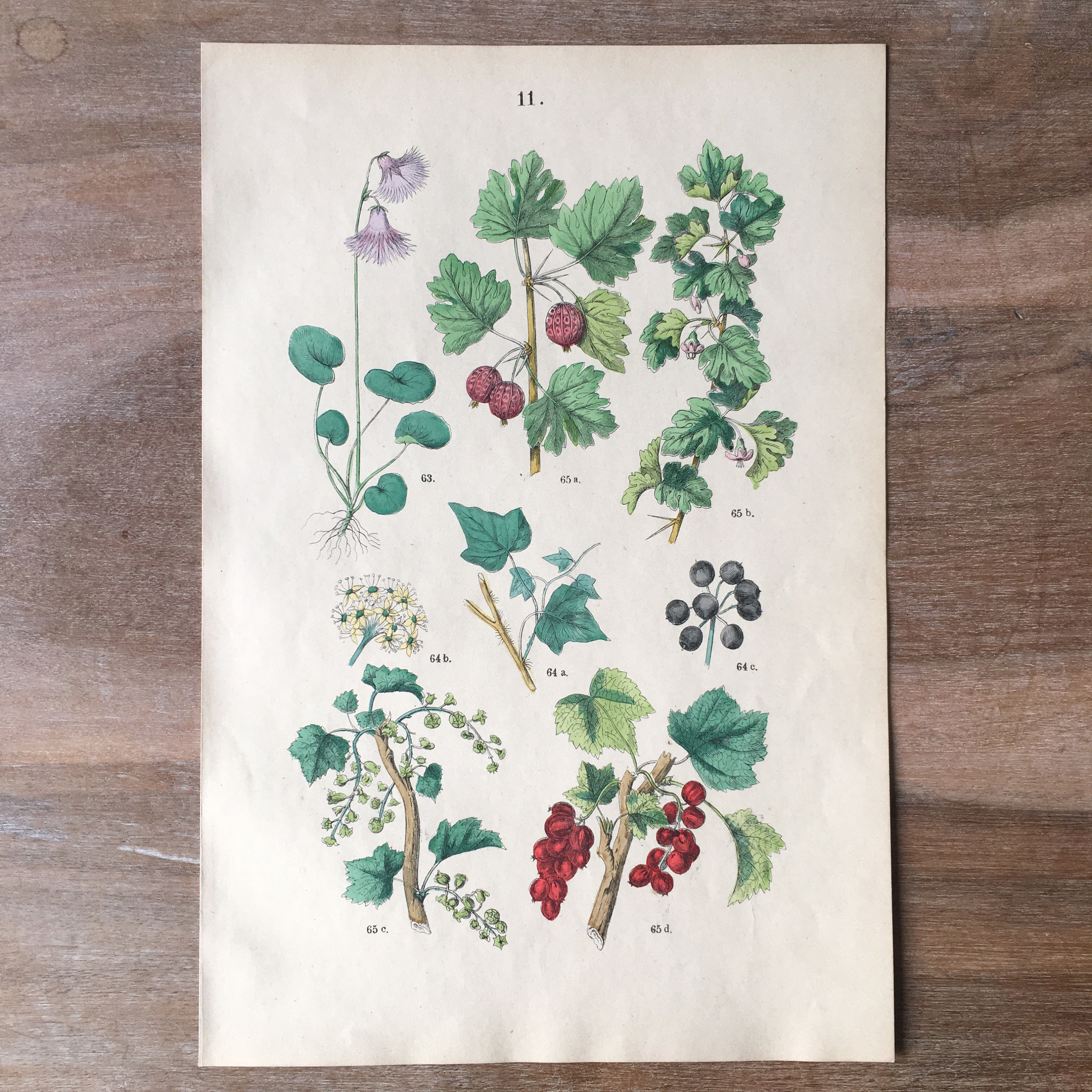 Art & Collectibles Prints Lithographs Botanical wall decor Botanical ...