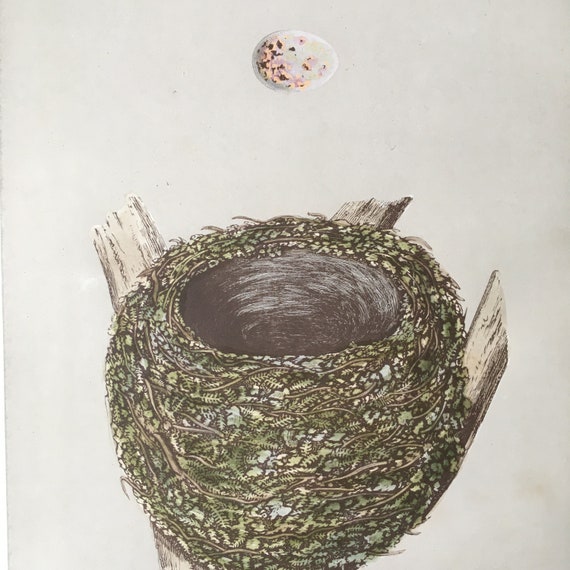 Prints Original Bird Chromolithograph Antique Bird Egg Print Bird Eggs Wall Art Hawfinch Egg