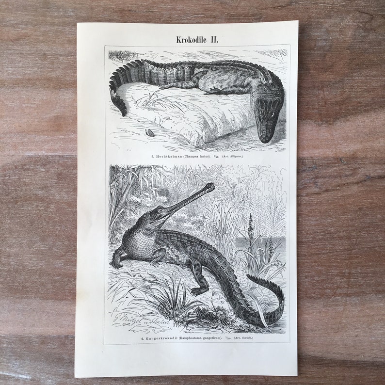 1895 Original Antique Lithograph Animals Print Antique - Etsy