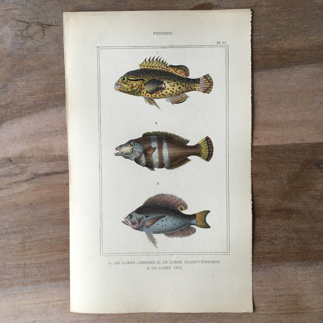 1835 Original Antique Fish Engraving With Leopard Wrasse - Etsy