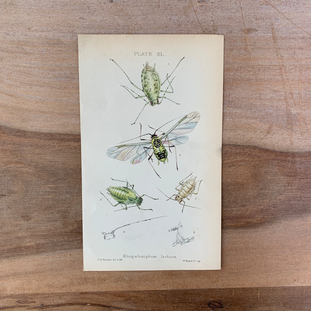 1897 Antique Insects Lithograph | Aphid Print | Greenfly Print | Set of ...